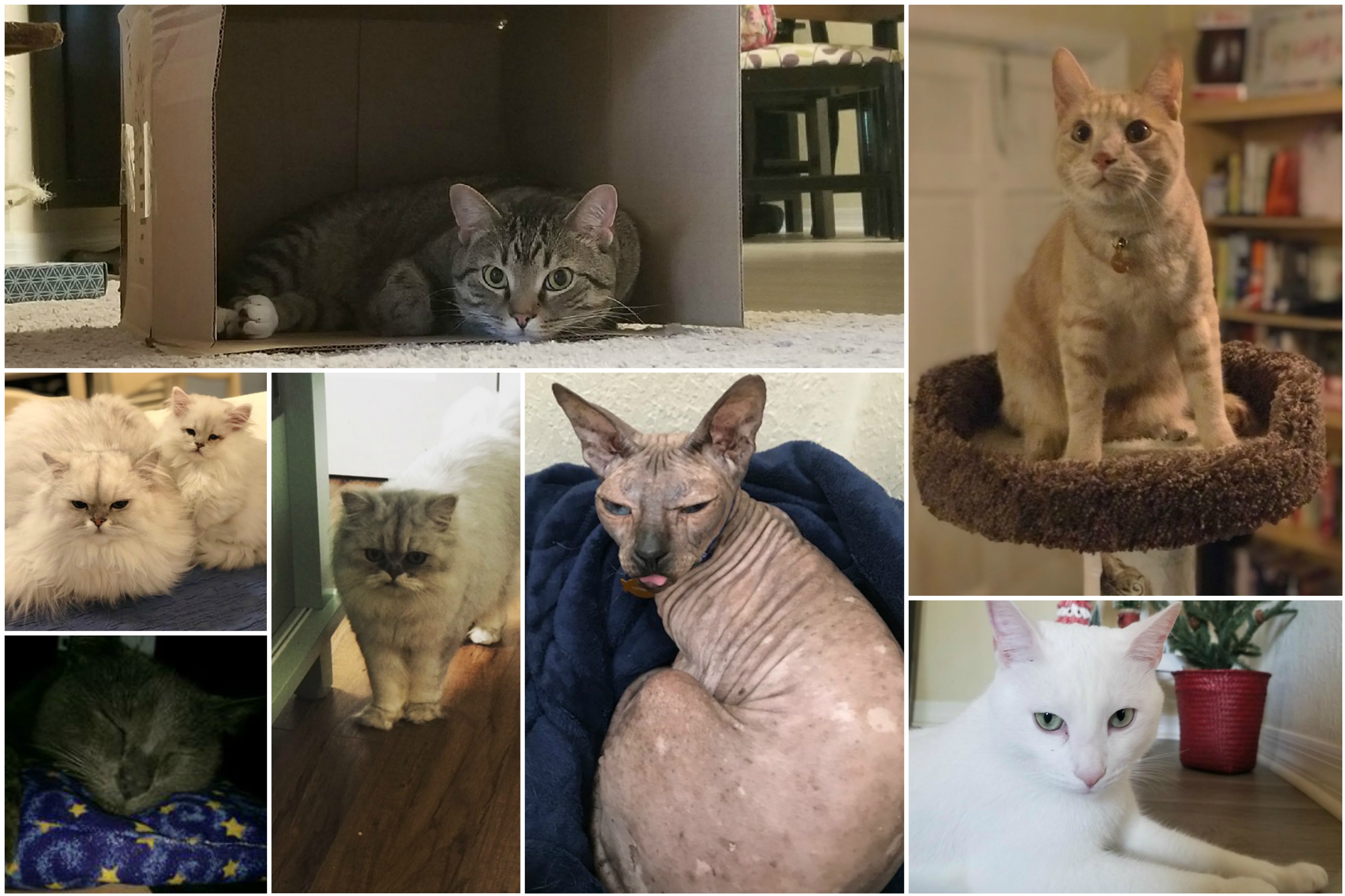 5 Ways Having a Cat is Good For Your Mental Health | Wellington, FL